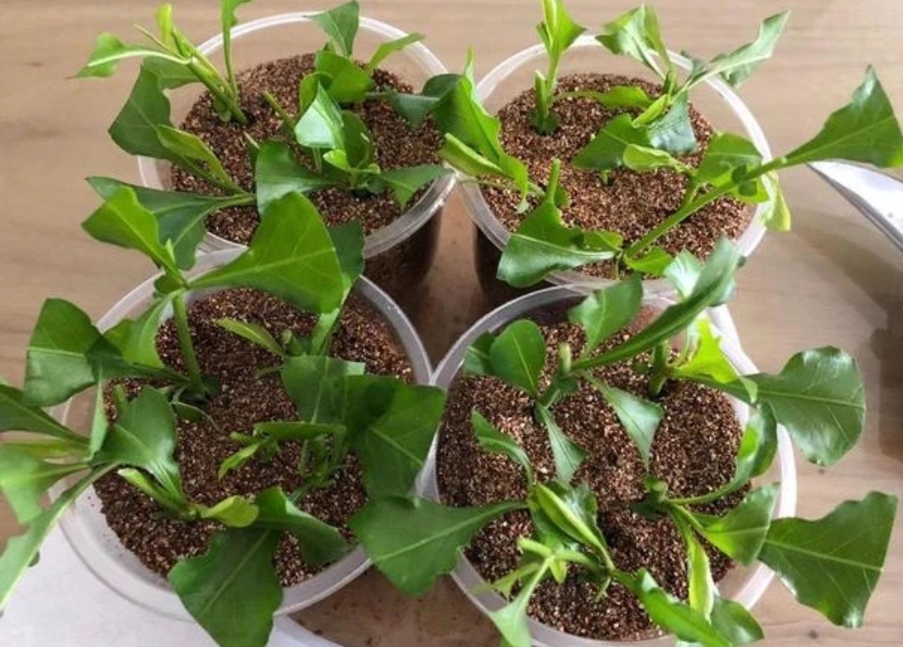 If you want the cuttings to take root quickly, make a simple "rooting ...