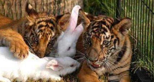 The breeder gave the tiger food and threw the rabbit directly into the ...