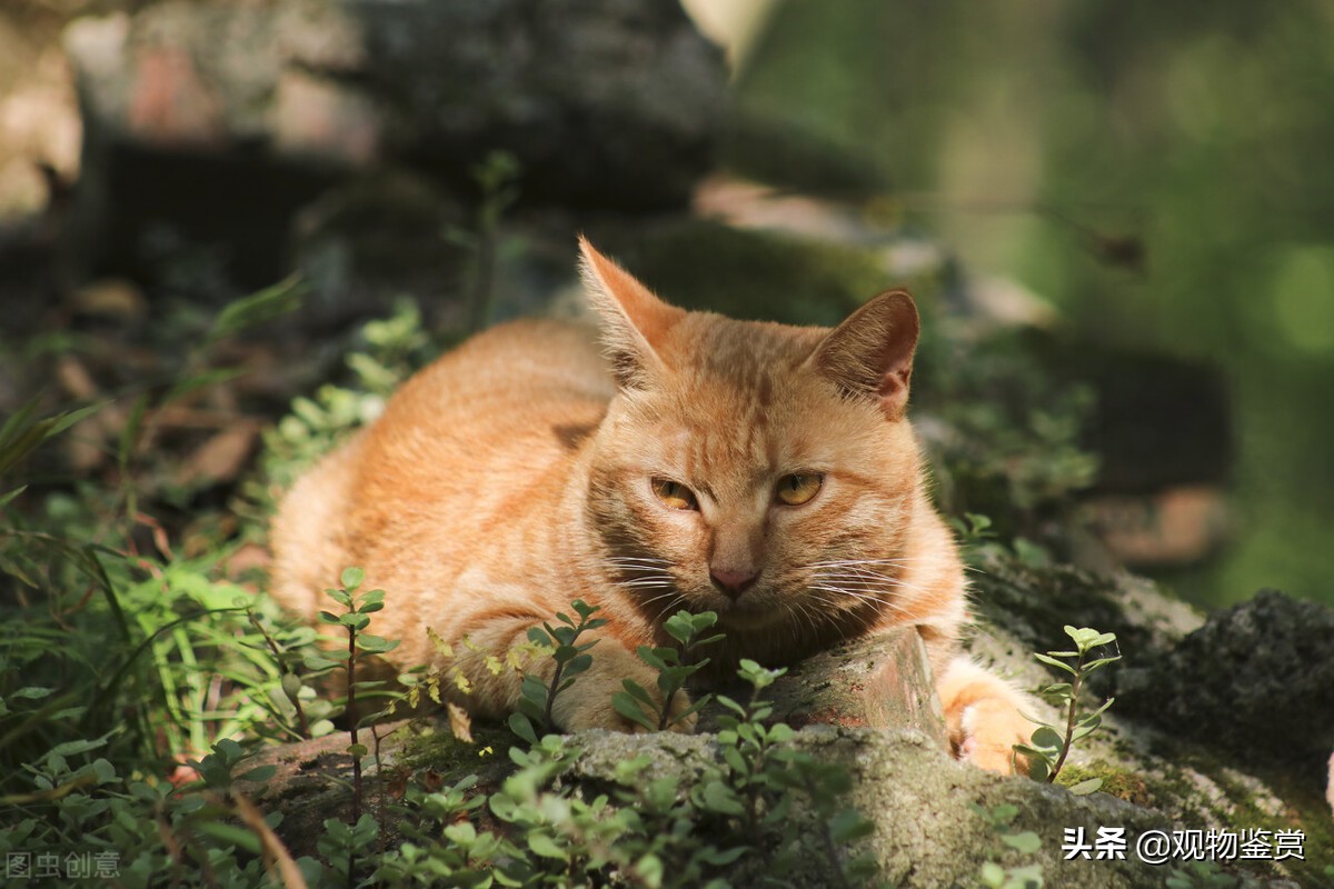 What kind of cat is Uncle Cat and why?Uncle Cat in Feng Zikai's Novels ...