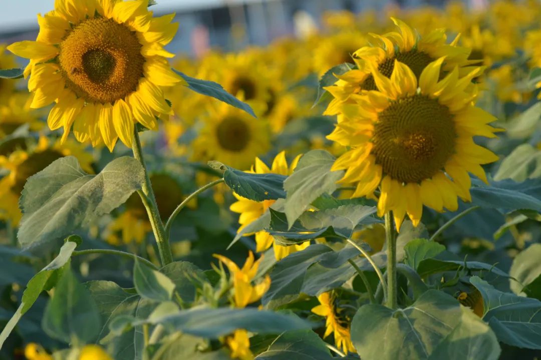 Cut Sunflowers: From Ornamental to Edible, Flowers of Multiple Values ...