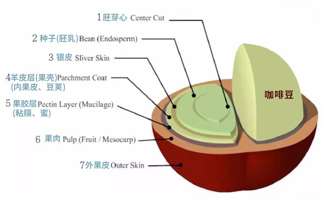 The Wonderful Journey of Coffee Beans - Understanding Why Yunnan Coffee ...