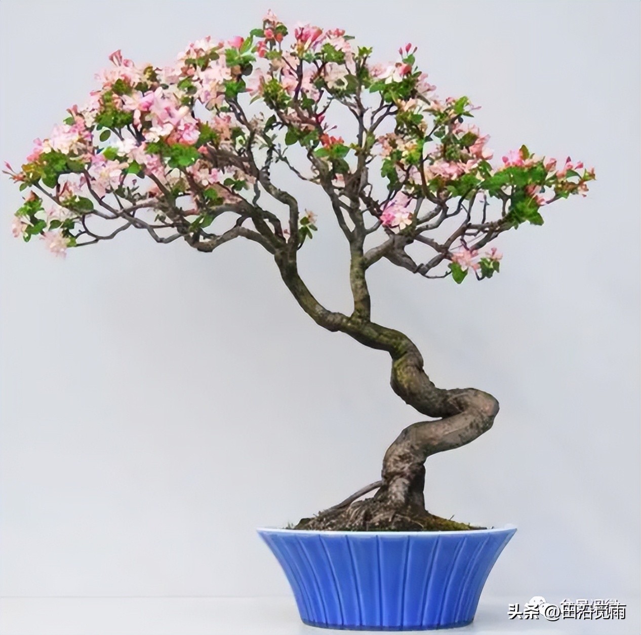 Xifu crabapple comes on in spring, how to judge the cause? Keep these ...