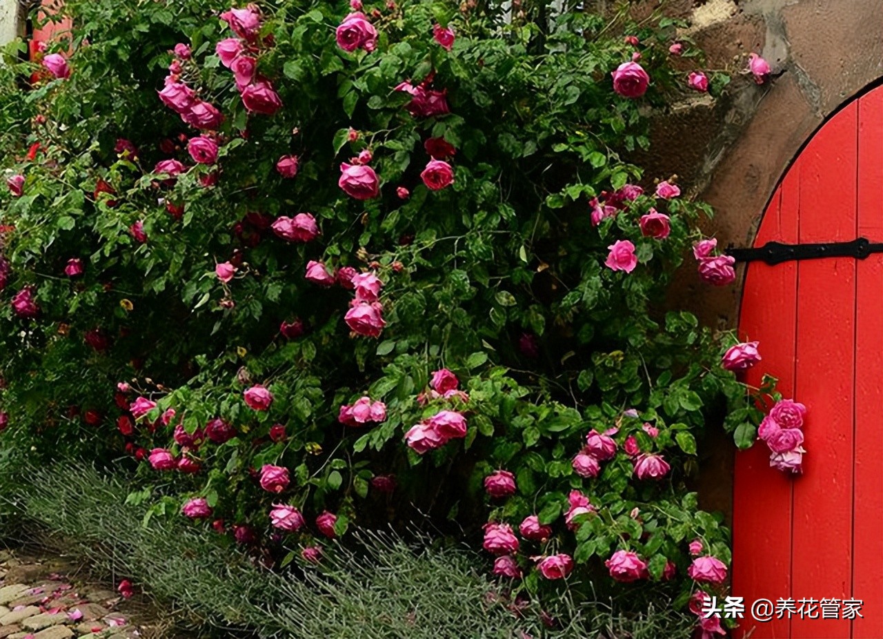 5 kinds of diligent and disease-resistant climbing roses, do you like ...