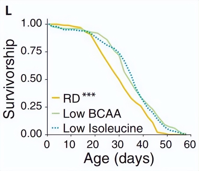 Science: hunger can effectively delay aging! - iNEWS