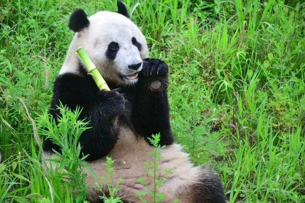 The giant panda made an unexpected move, picked up the tourist umbrella ...