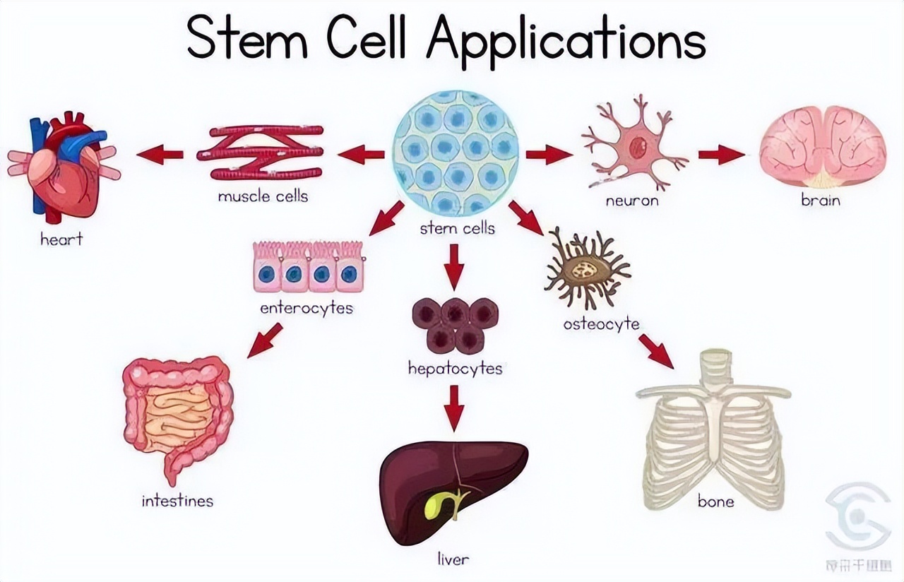 How much do you know about "popular science" stem cells - iNEWS