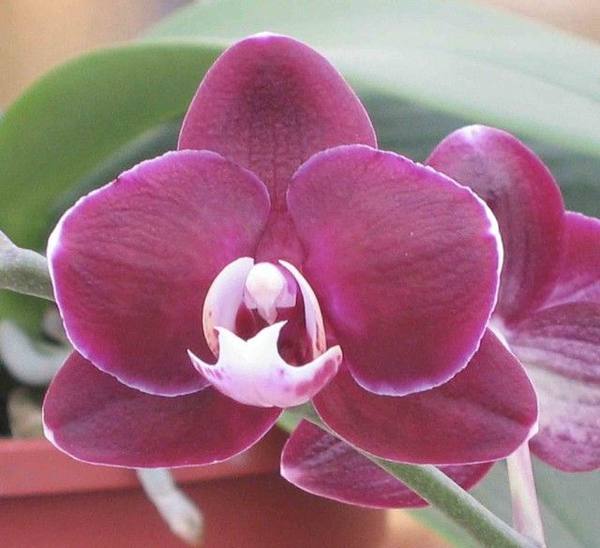 Phalaenopsis: delicate flower from the rainforest, a Victorian luxury ...