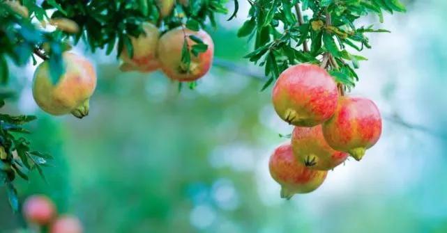 Durian words and poems - iNEWS
