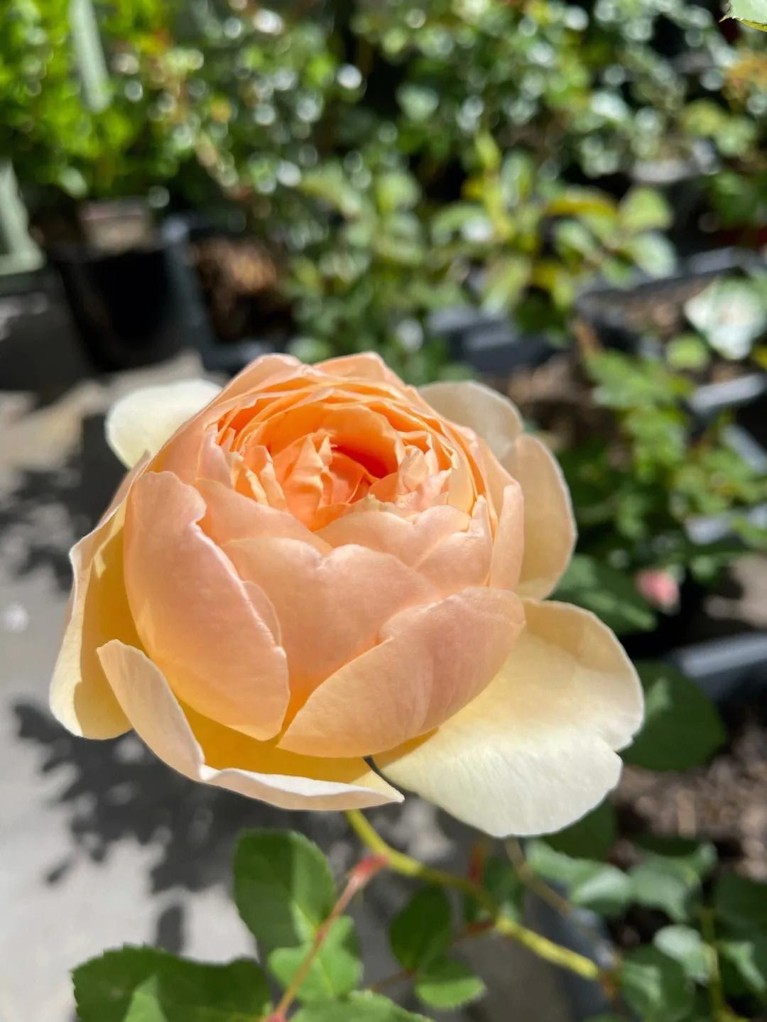 Sharing rose varieties - the nameless Jude rose - iMedia