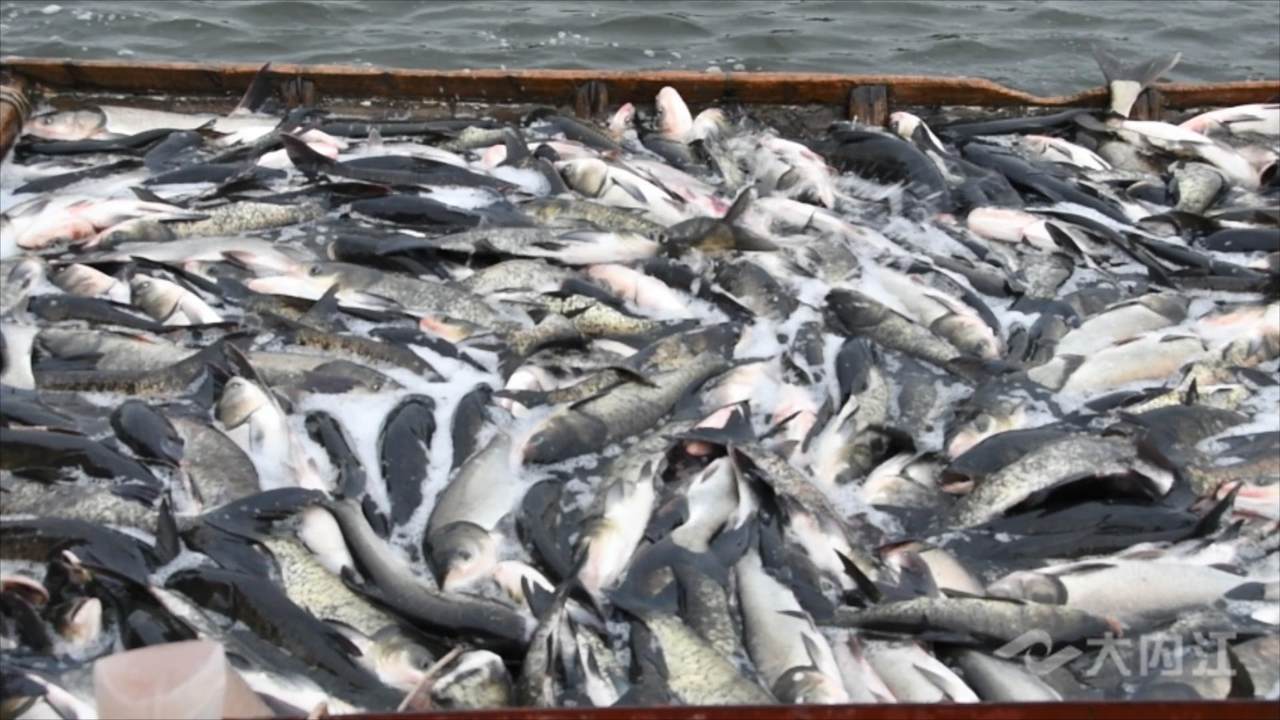 Harvest!Longchang Guyu Lake during autumn fishing - iNEWS