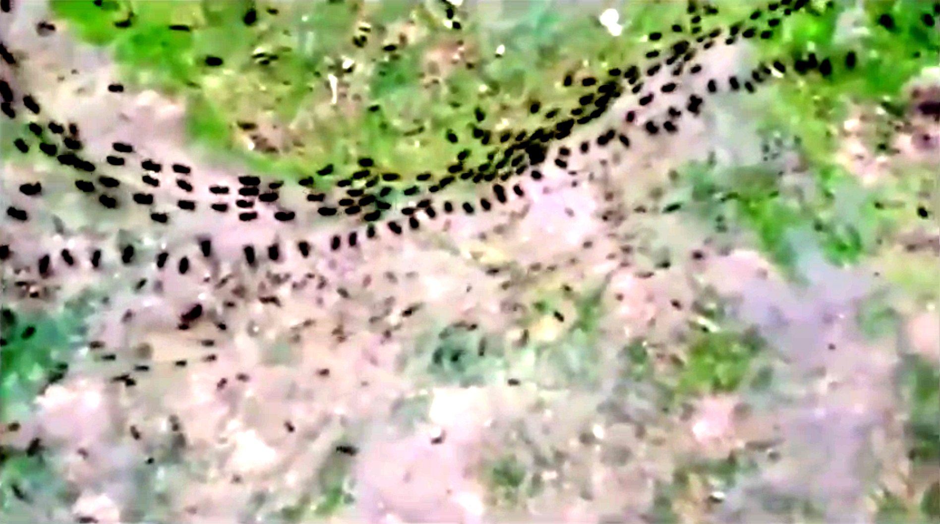 Shocking video!Two teams of ants face off astonishingly: old ants are ...