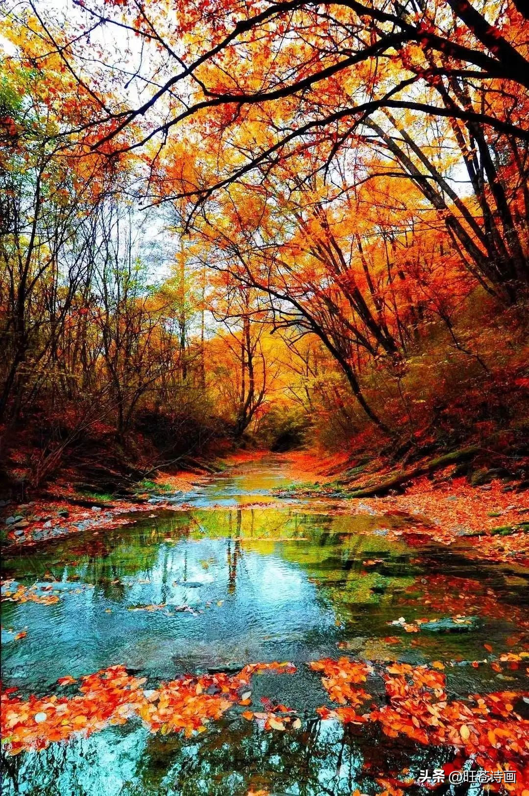 Collection now!Wangcang's several routes to appreciate the red leaves ...