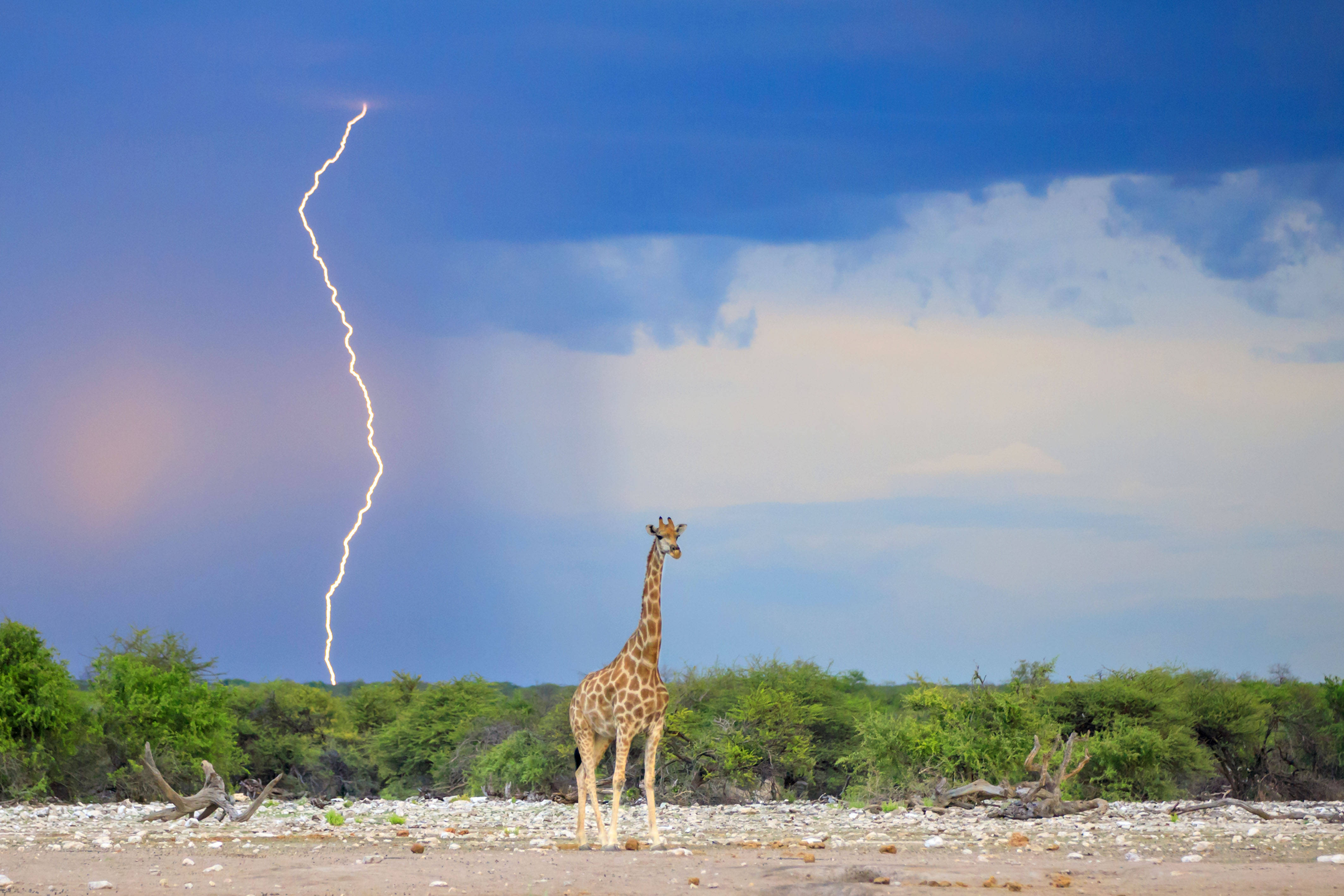 Tall giraffes also have troubles. They are most likely to be struck by ...