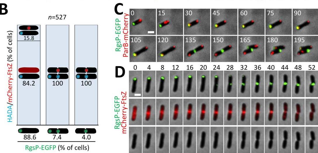 Explore the interaction between RgsP and RgsM in rhizobia growth and cell division - iNEWS