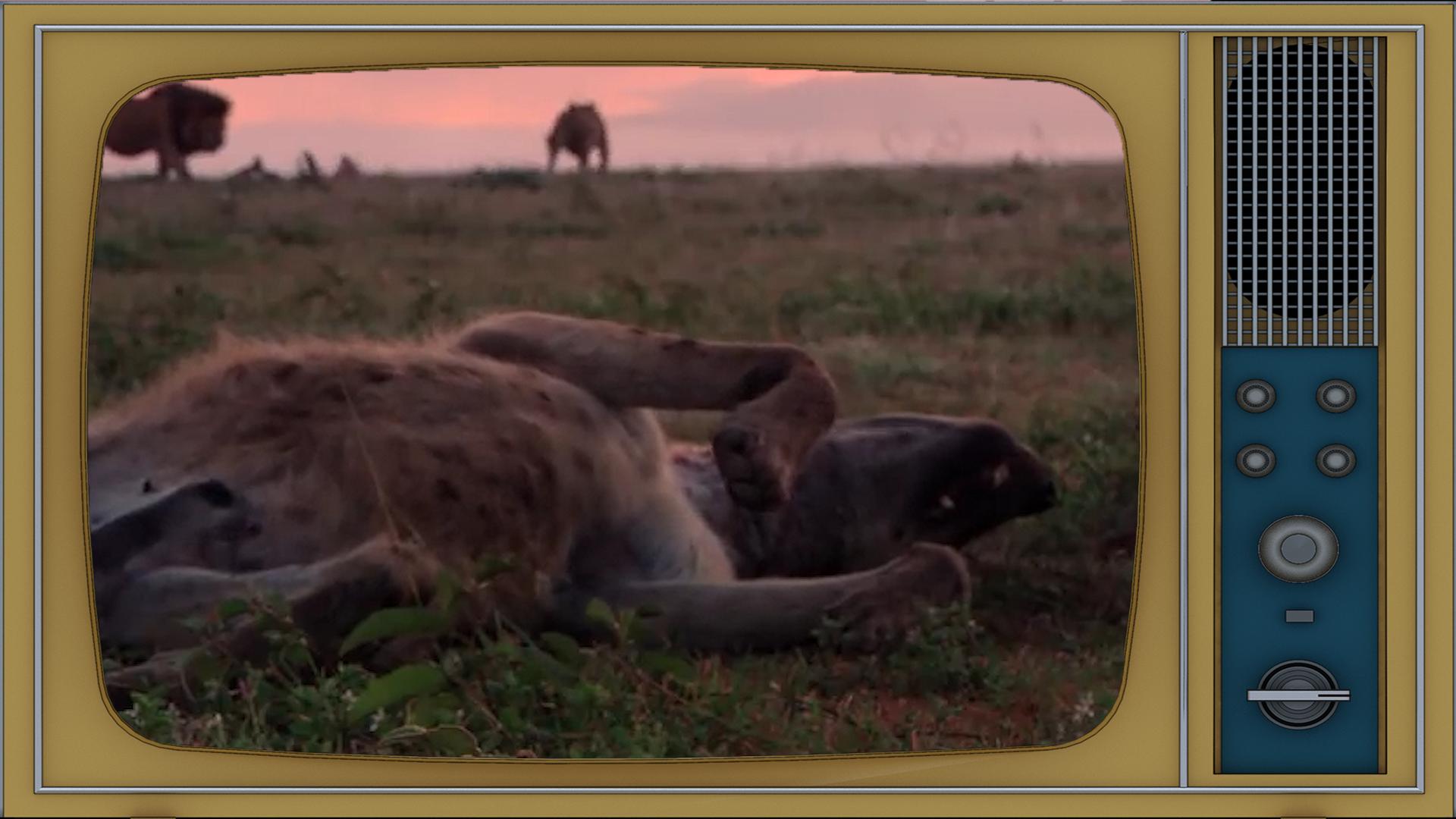 The hyena broke into the territory of the lion and was forcibly hunted ...