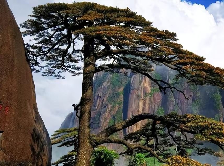 Think it's a fake tree?The welcoming pine tree that has been standing ...