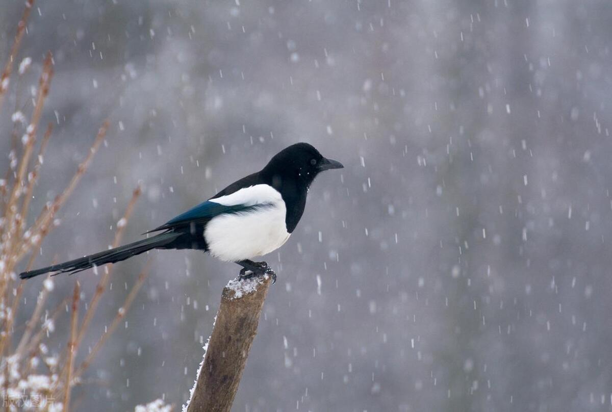 Magpies: The Evolutionary History of Mysterious Legends, revealing the ...