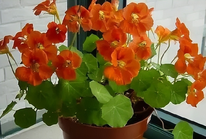 15 Fragrant Flowers to Plant in Spring and Fall - iMedia