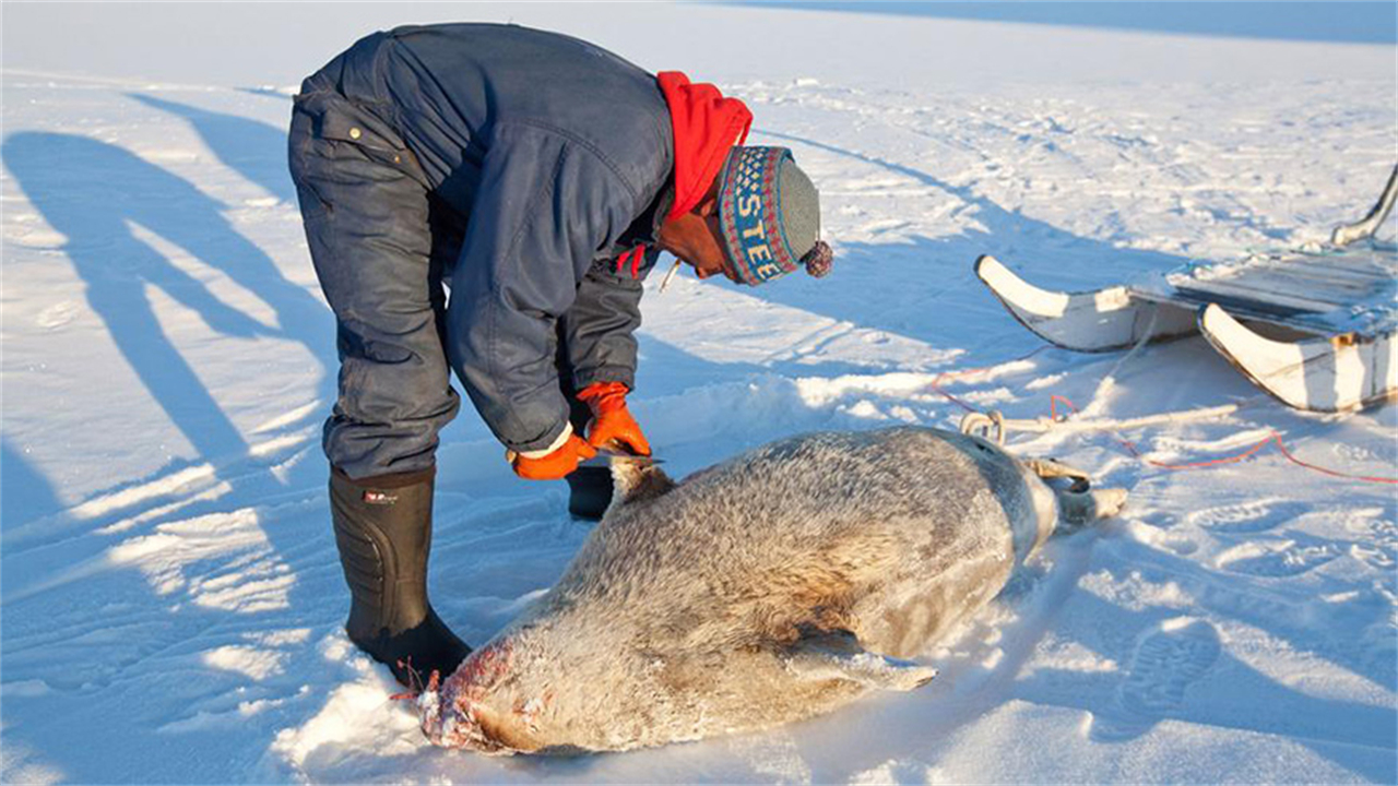 -50°C!Why don't the Inuit live in igloos?If you set fire in the house ...