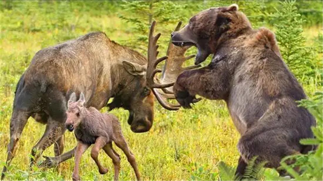 The female moose was besieged by wolves many times, chased by brown ...