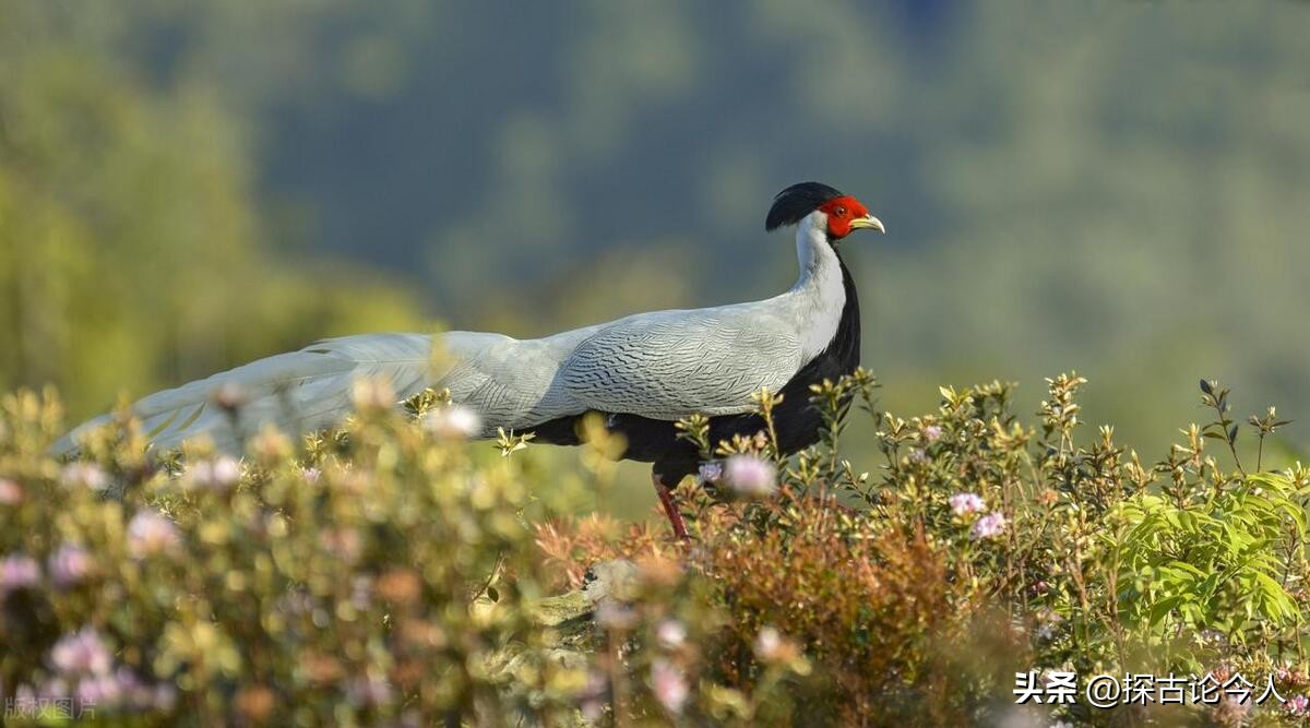 Biodiversity Conservation and Ecosystem Restoration - iNEWS