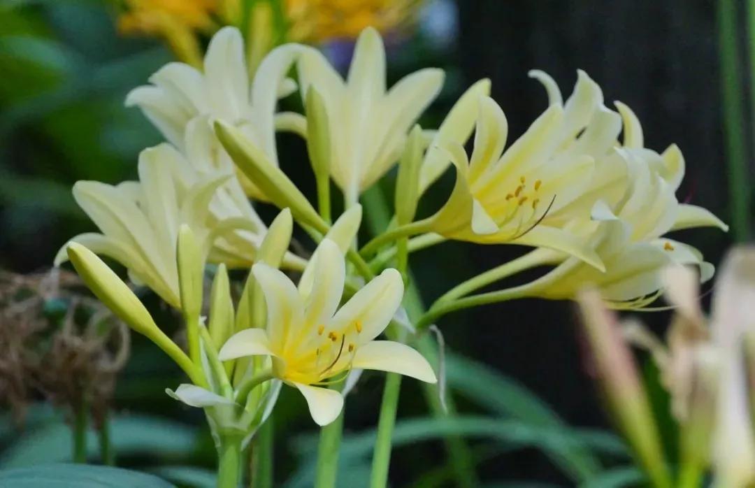 Beautiful and precious domestic Lycoris plants (picture and text from ...
