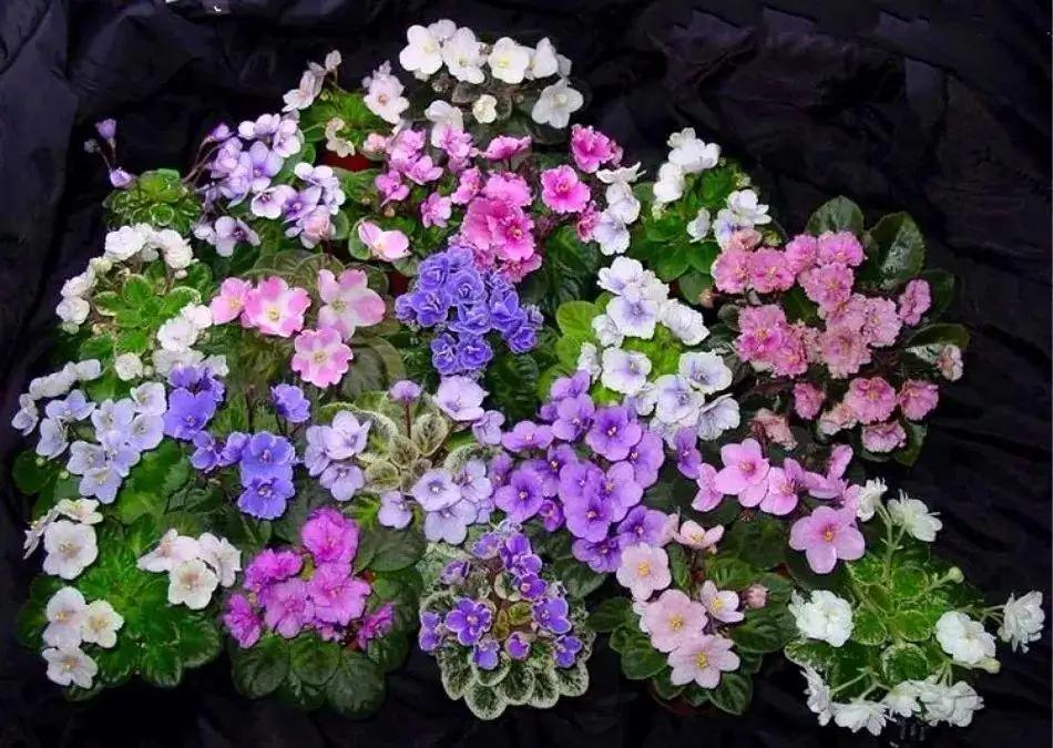 Eternal Love - African Viola - iNEWS