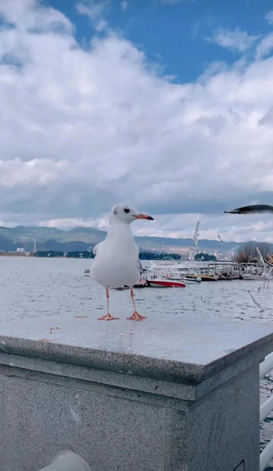 Seagulls at Haigeng Dam in Dianchi Lake, Yunnan - iNEWS