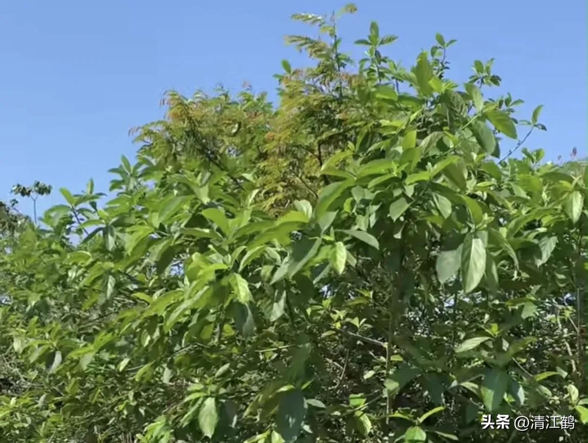 People call it "milk tree", each tree can produce 3~4 liters of milk ...