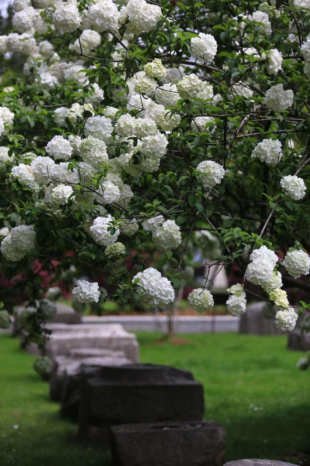 Hydrangeas bloom in spring - iMedia