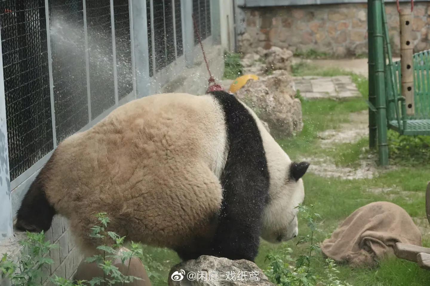 Some fans of Dirty Xiong Menglan: This baby has never liked bathing ...