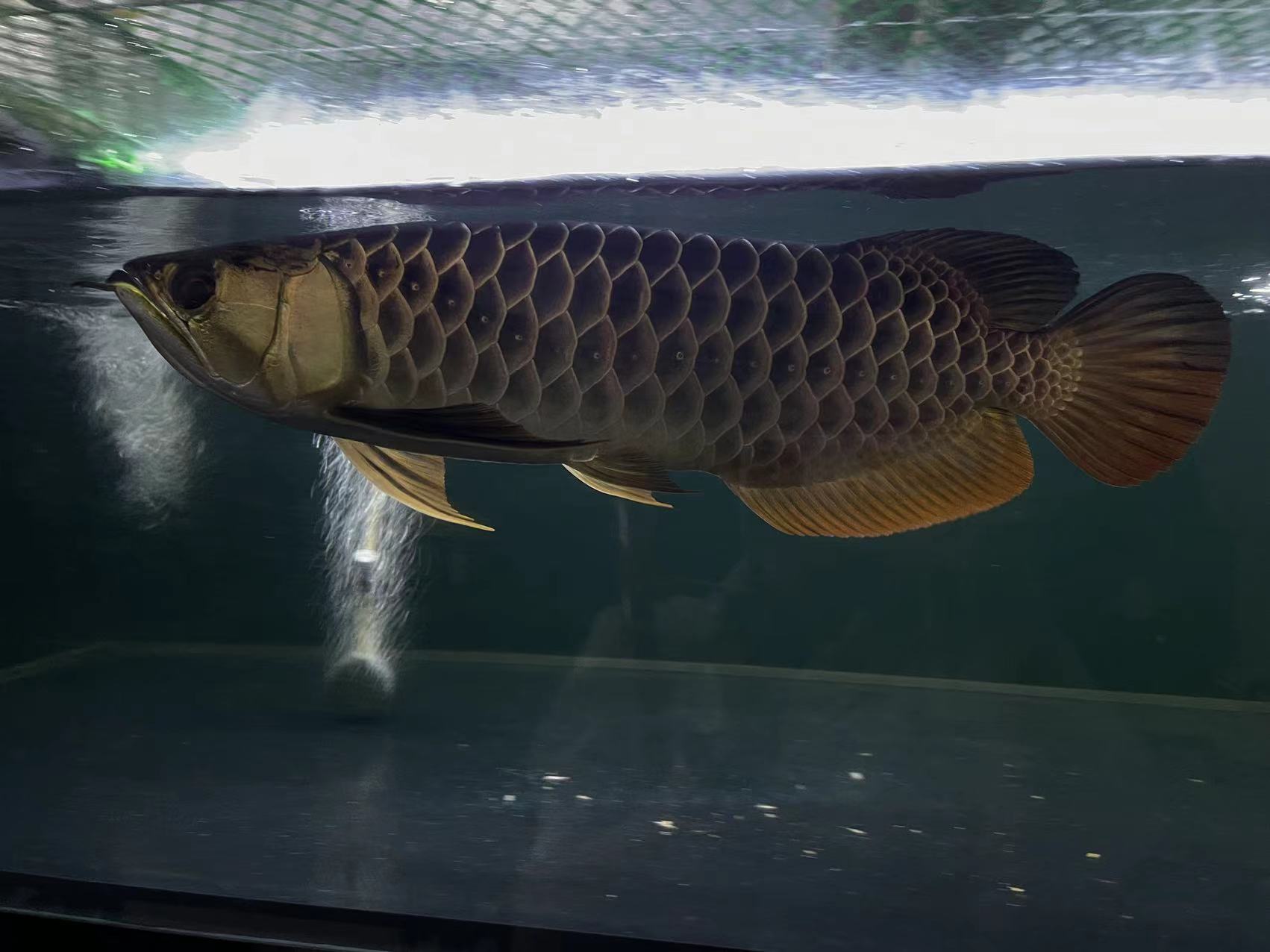 Arowanas need not only water, but also a spacious and comfortable home ...