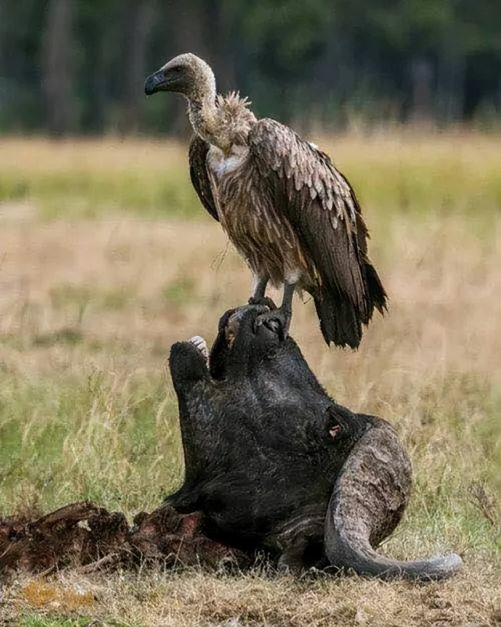 The wolves besieged the 1-ton bison, but the bison fell to the ground ...