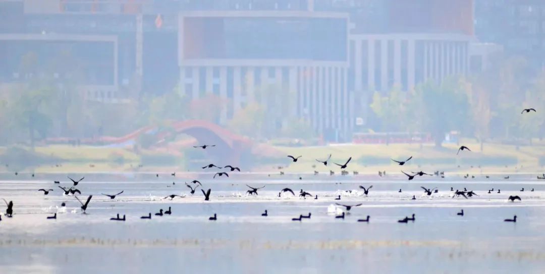 The results of Chengdu's 2022 annual bird selection are released, and ...