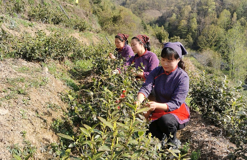 What's so good about Guangyuan Tea? Guangyuan tea in the eyes of tea ...