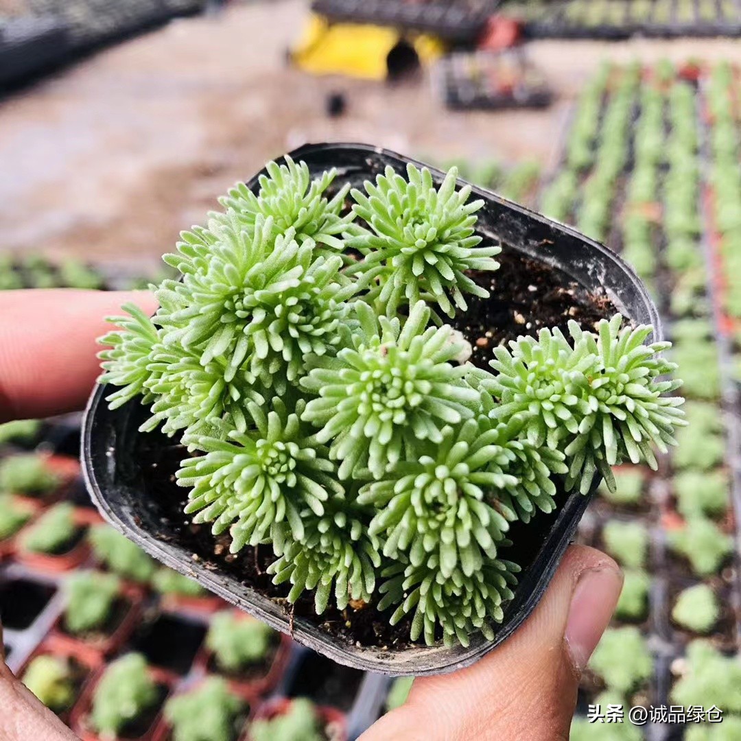 The secrets of ball pine and succulent breeding, taught by the ...