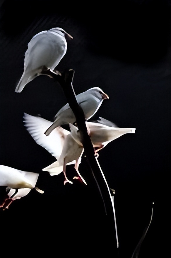 White Wen Bird, do you understand? - iNEWS