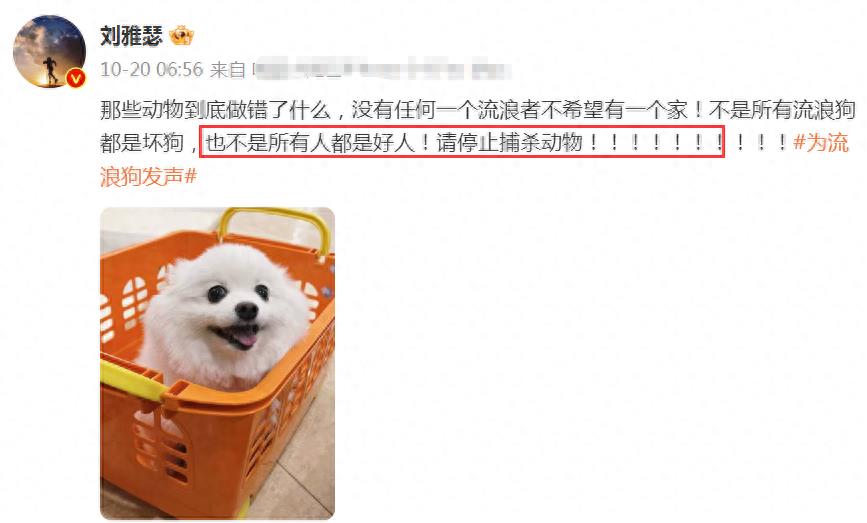 Celebrities support stray dogs, the truth about Yang Di, Liu Yase and ...