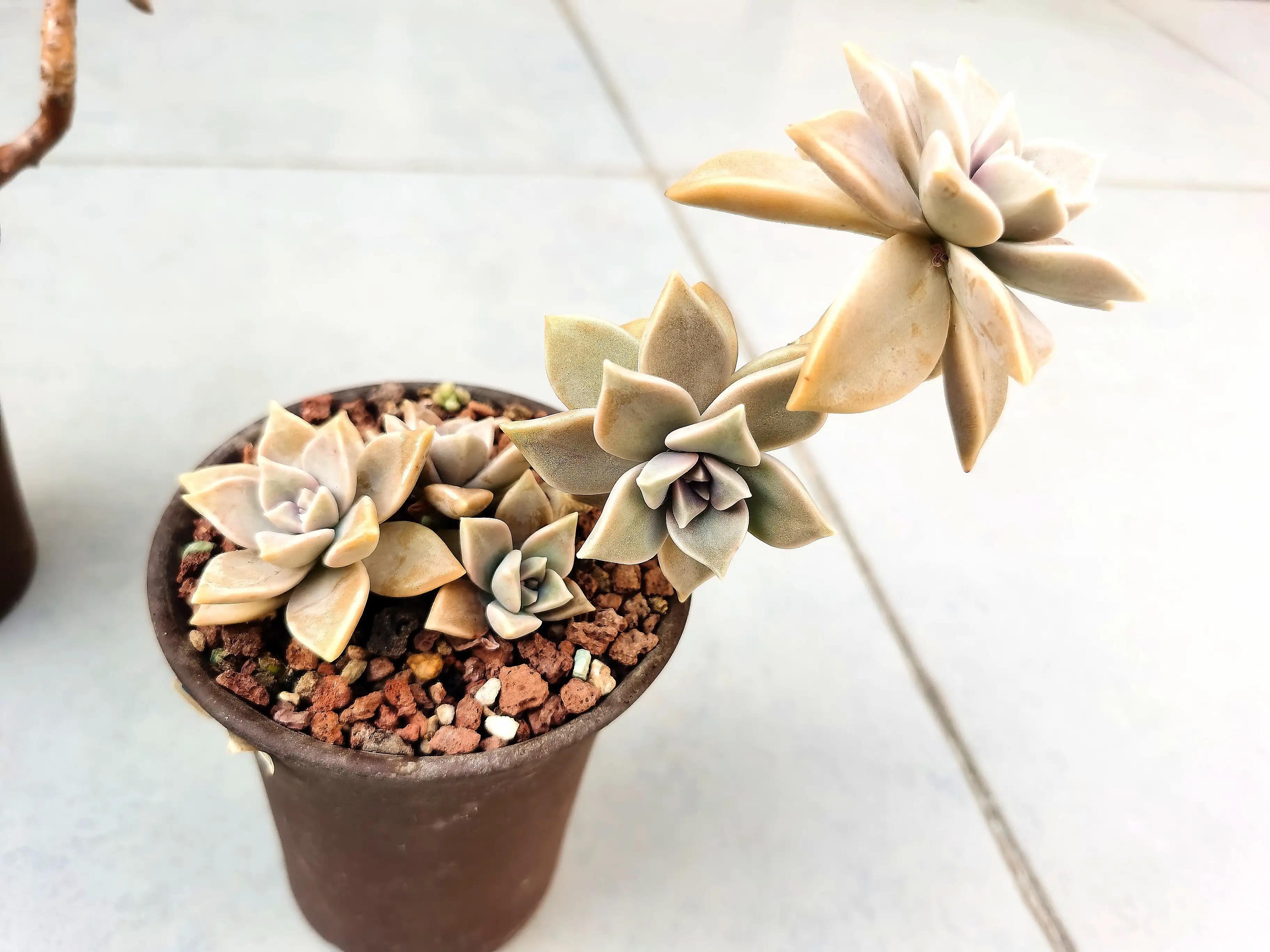 Long Yue, Qiu Li, Zi Le, Jade Pendant, Bai Feng, Hong Zhi Jade, etc ...