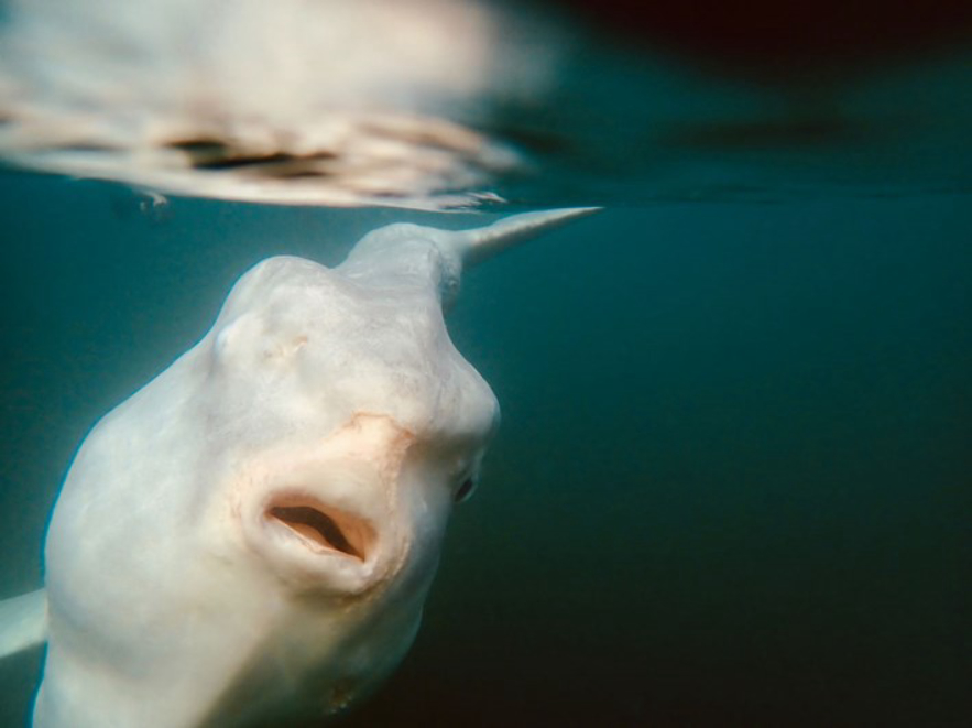 Sunfish: The stupidest fish in the world, it doesn't run away after ...