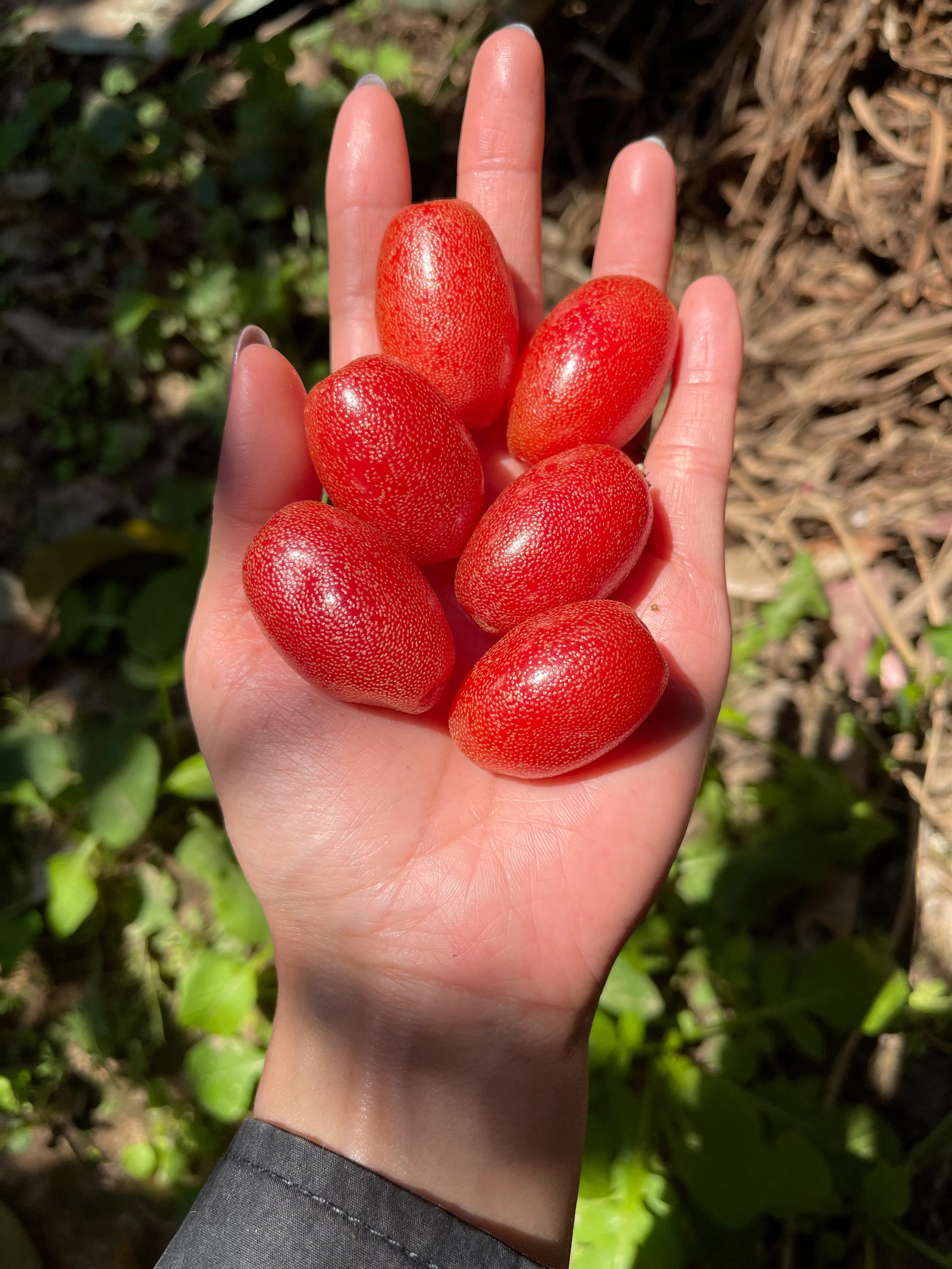 Banna Goat Milk Fruit - iNEWS