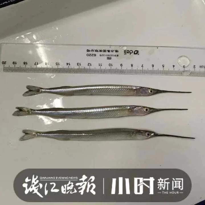 A "strange fish" appeared in the West Lake: its mouth is long and ...