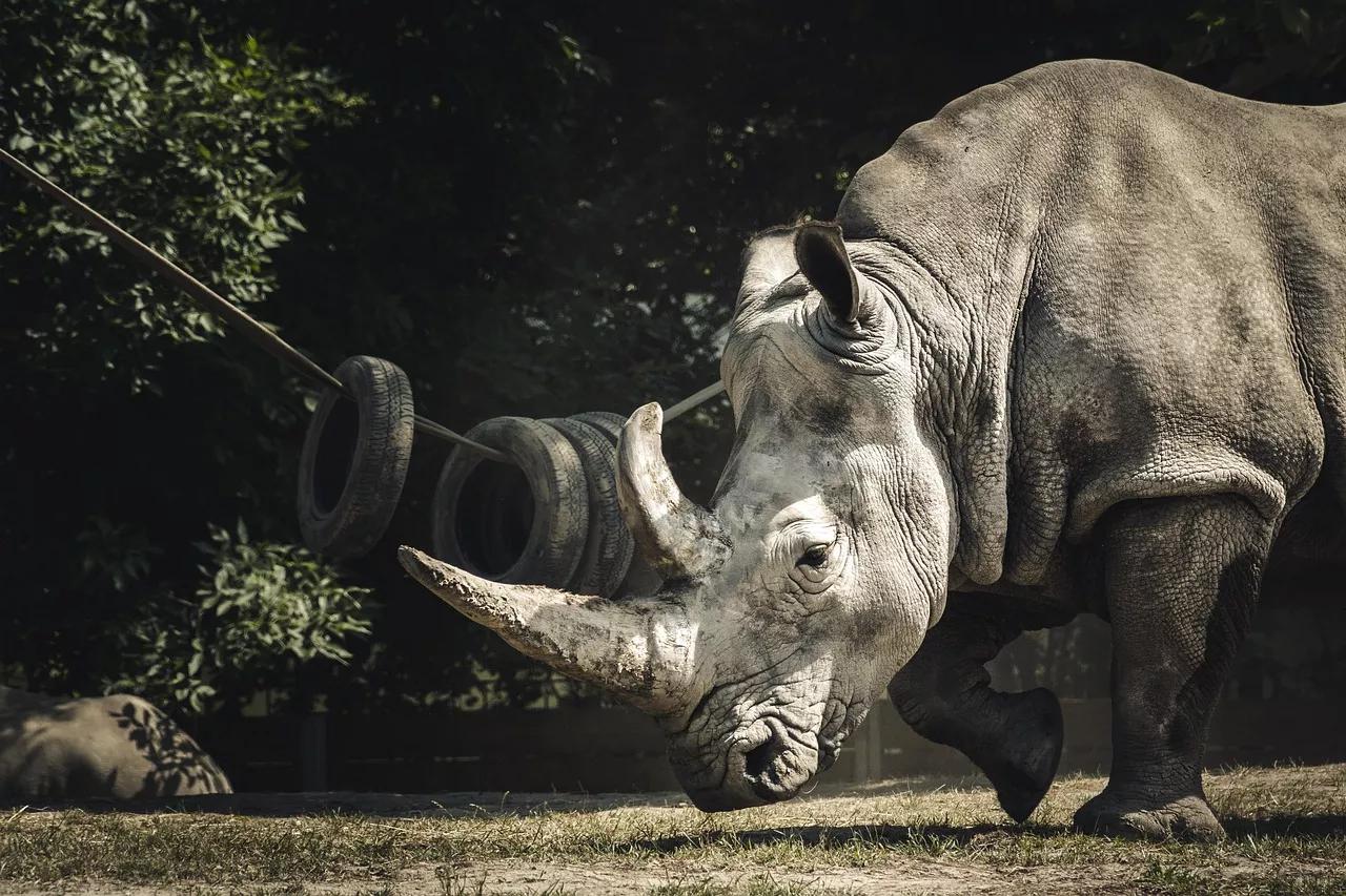 Earth's Most Spectacular Mammal: Exploring the Wonderful World of the ...