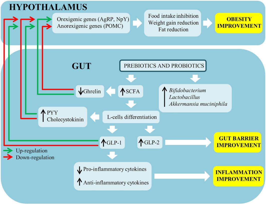 MetSyn Probiotic Complex Powder, Light Body, Light Sugar - iNEWS