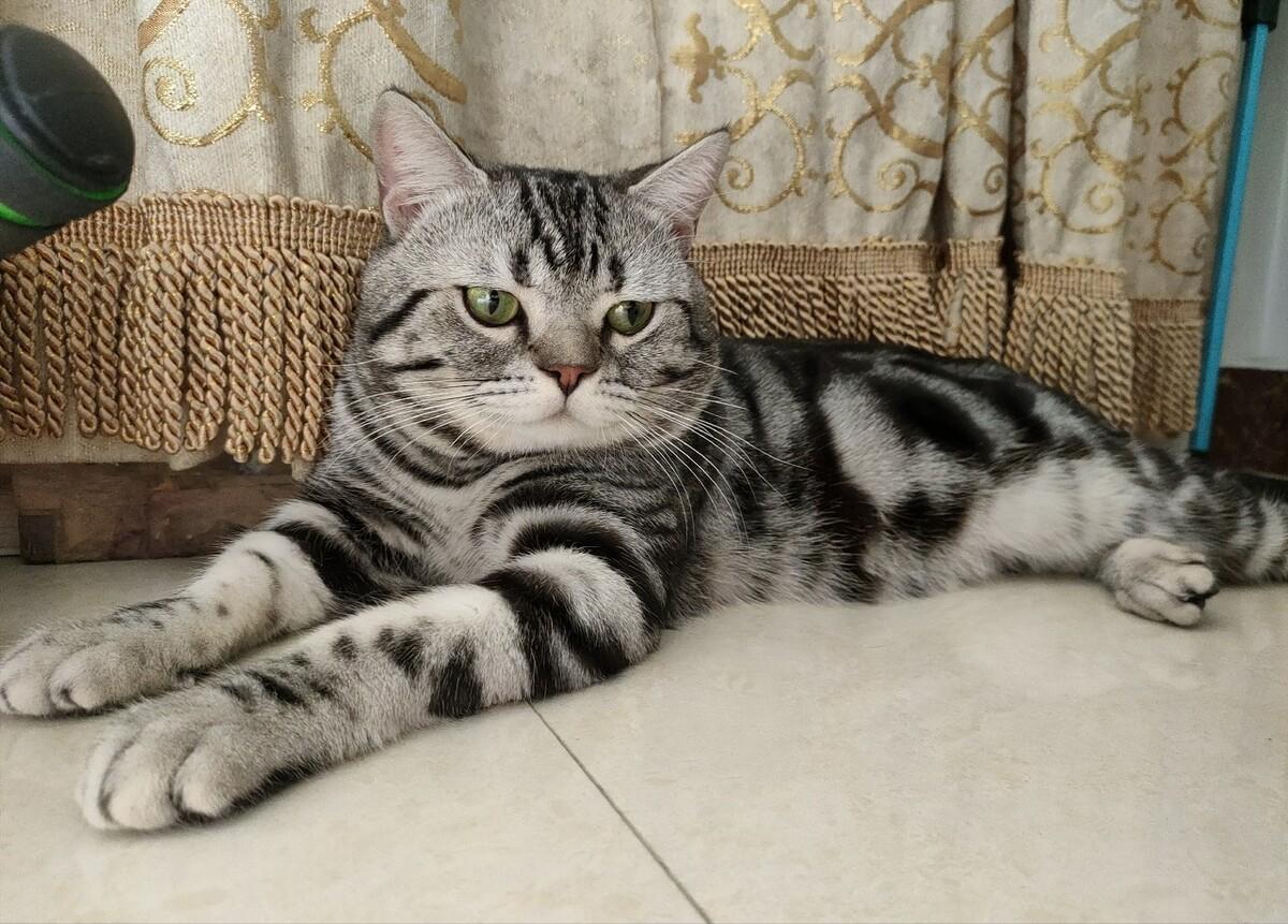 Cat Stickiness Ranking: The 8 most sticky cats, each one is a "sticky ...