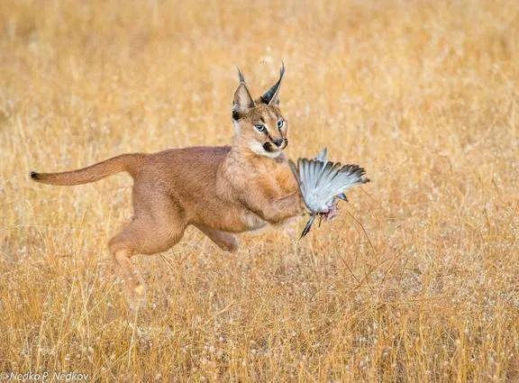 Rare 36 photos, marmots fight back against golden eagles, jackals ...