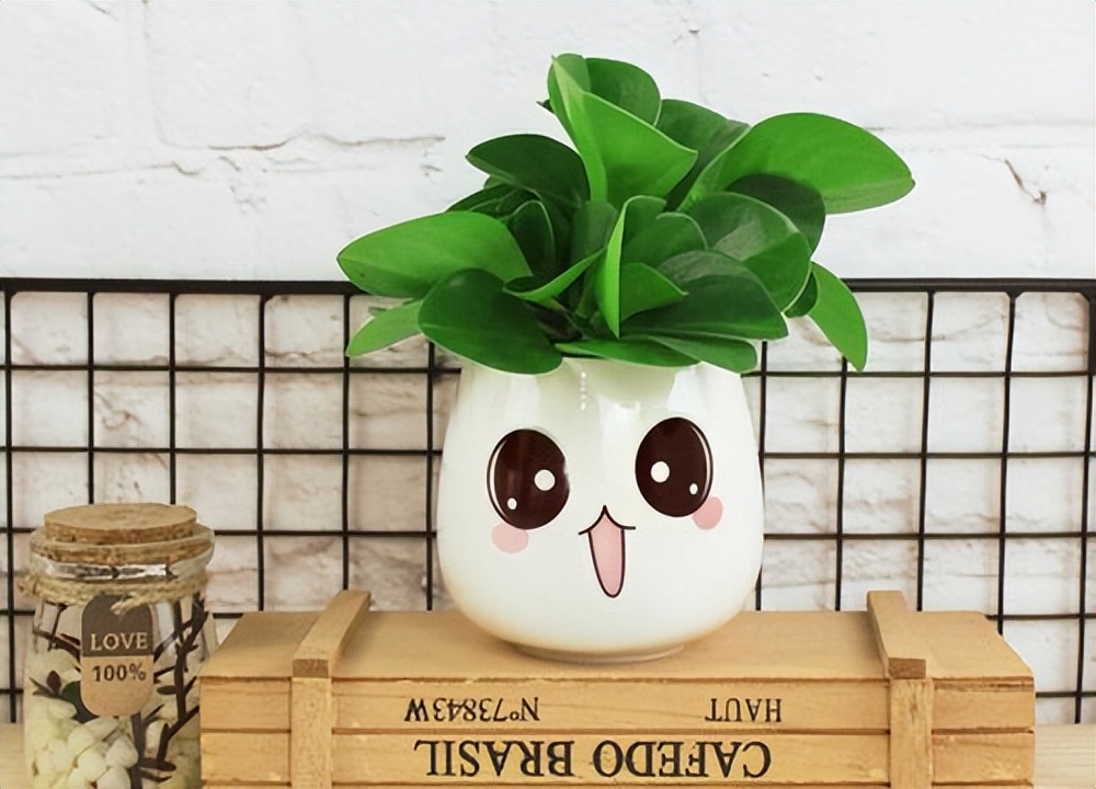 Does the fortune tree bloom? What conditions can it bloom? - iNEWS