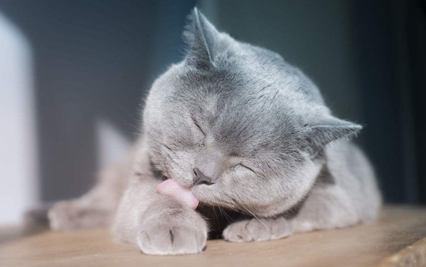 It turns out that cats can also be depressed, so check to see if your ...