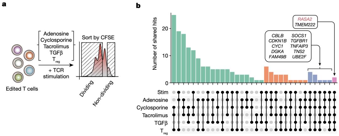 "Nature": Knockout of RASA2 can inhibit T cell exhaustion and make T ...