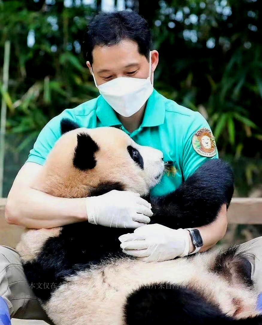 The giant panda "Fu Bao" will return to China earlier than expected ...